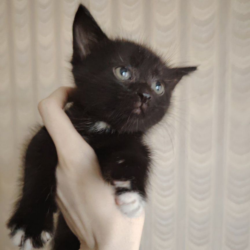 Котята