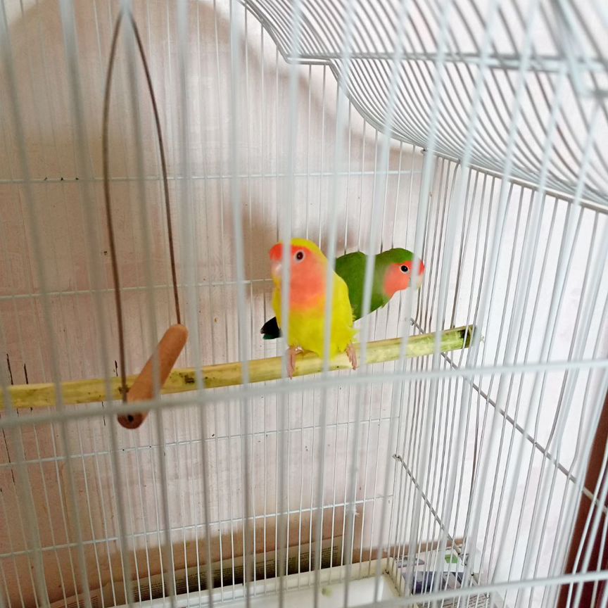 Попугай неразлучник