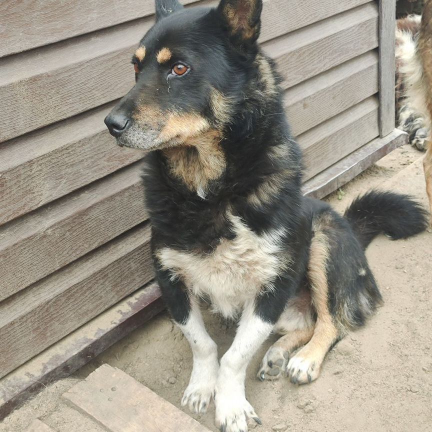 Джеки, коротколапый дворянин с Усть ишима