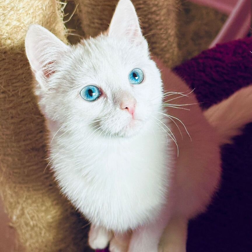 Голубоглазая, белая малышка, котёнок