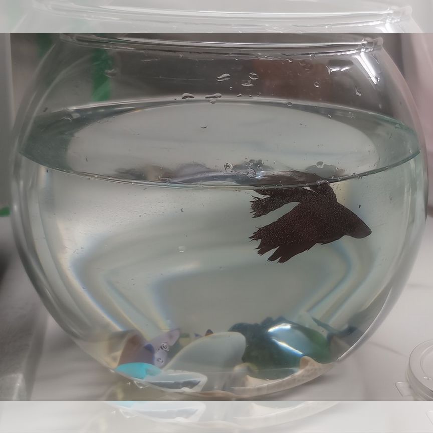 Рыбка петушок с аквариумом