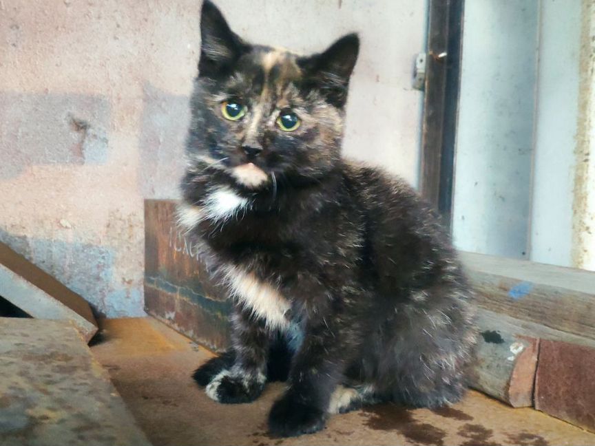 Кошка