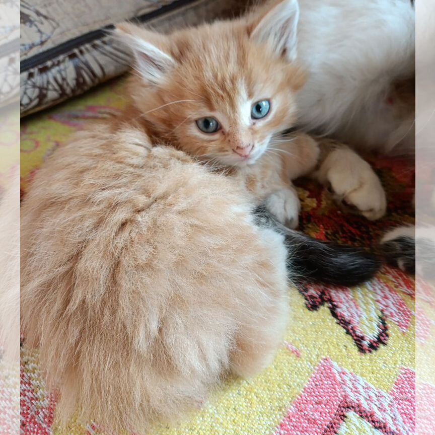 Котята в добрые руки бесплатно