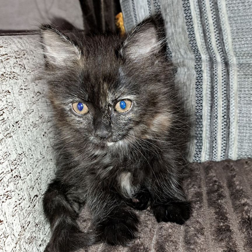 Котенок