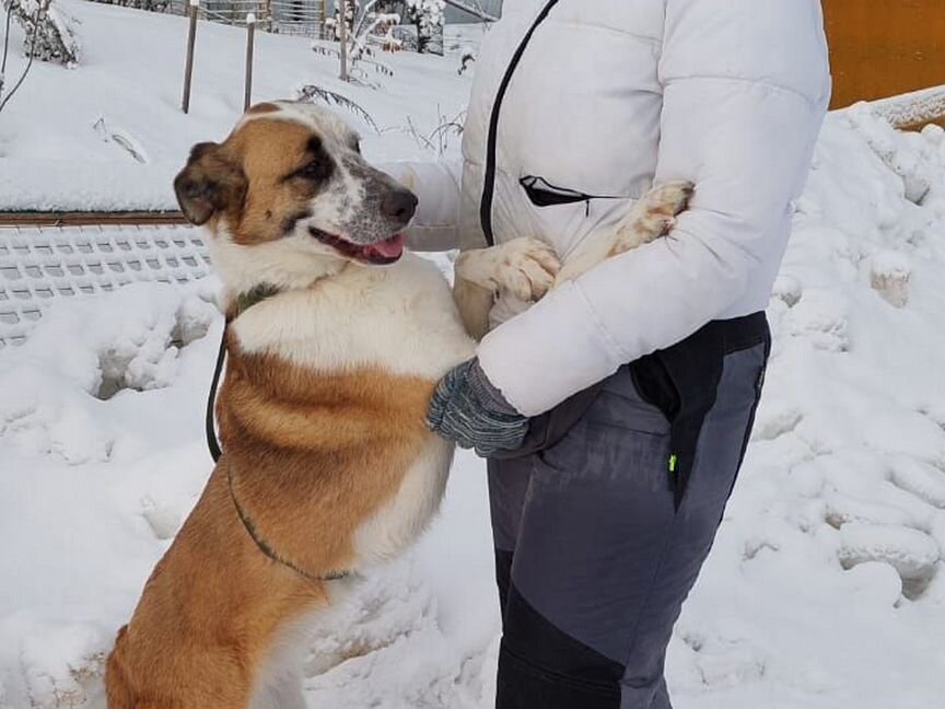 Лолита-собака, которая всегда поднимет настроение