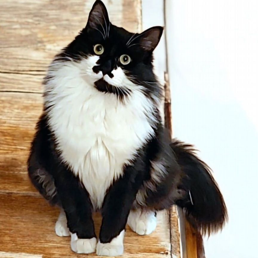 Роскошный молодой котик