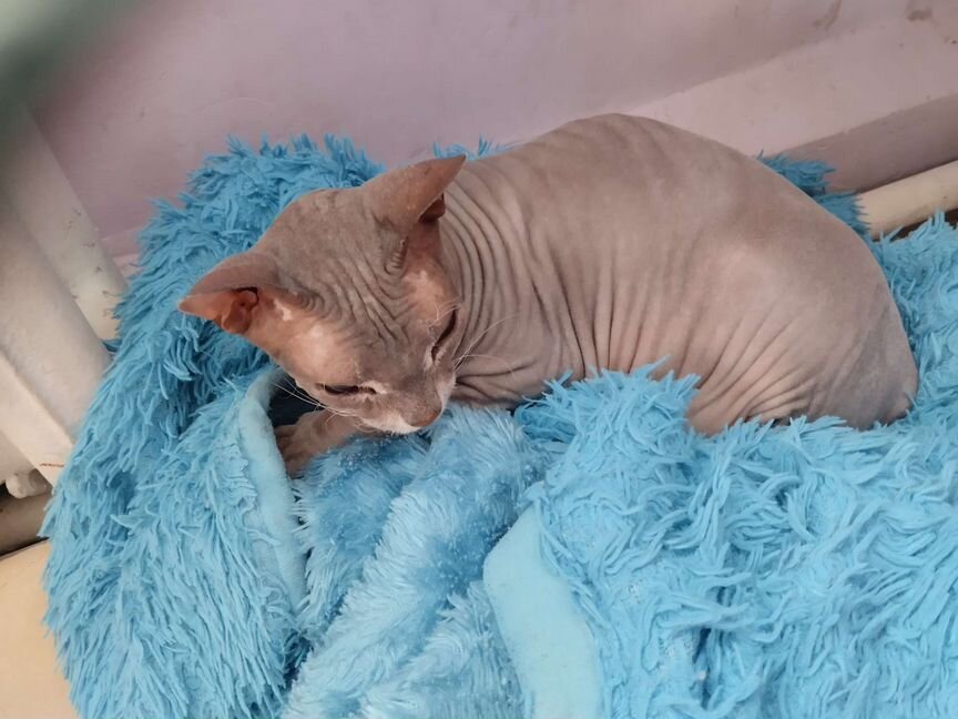 Донской сфинкс бесплатно