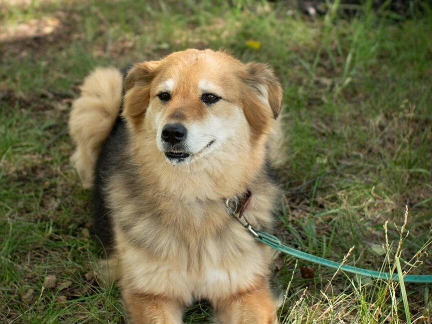 Заберите нежную Герду из приюта