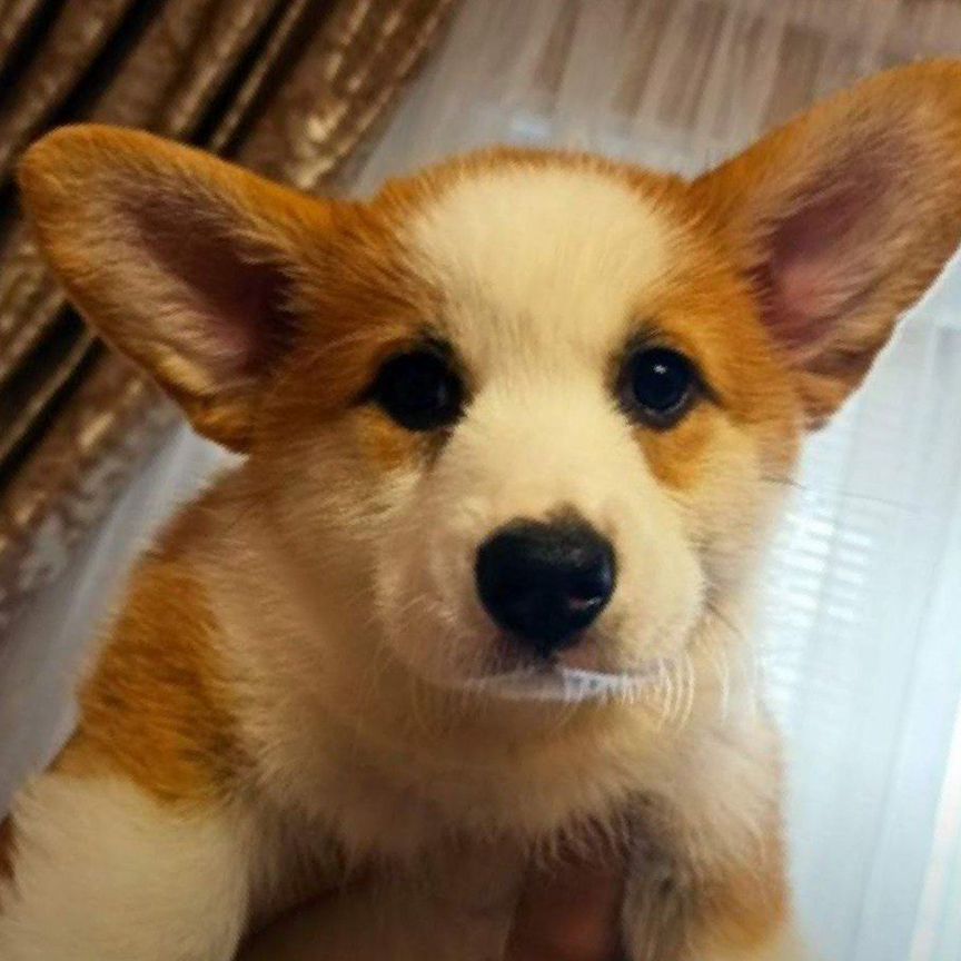 Вельш корги Пемборк