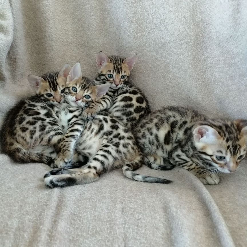Чистопородные котята Бенгалы