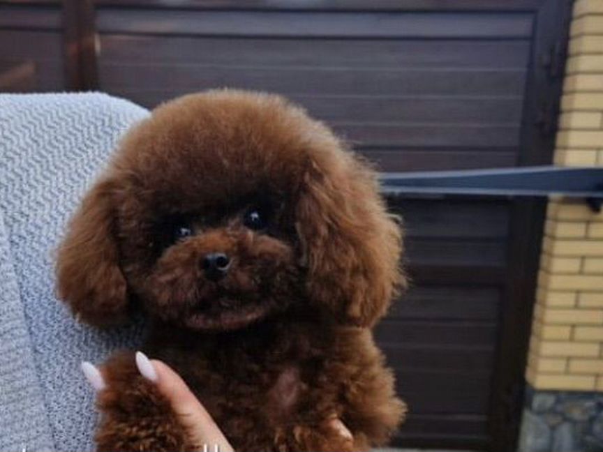 Щенки мальтипу f1 мини