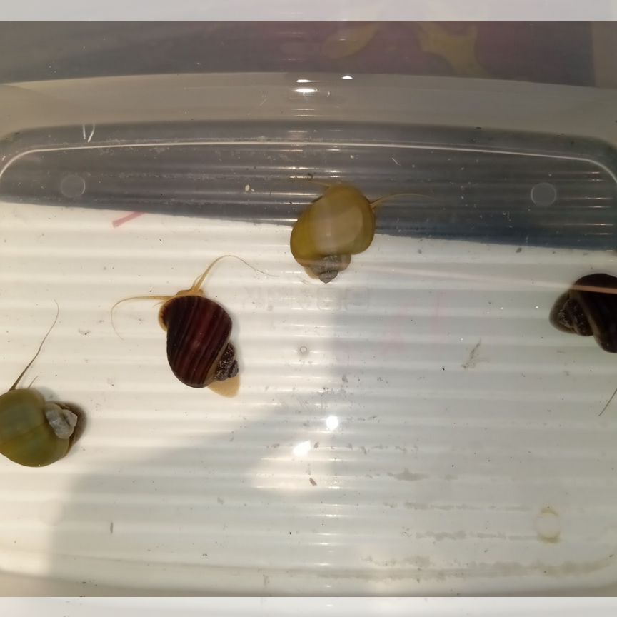 Отдам улиток ампулярии