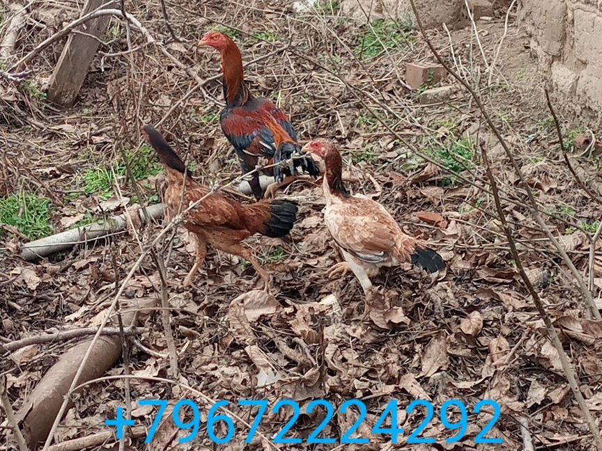 Бойцовские куры