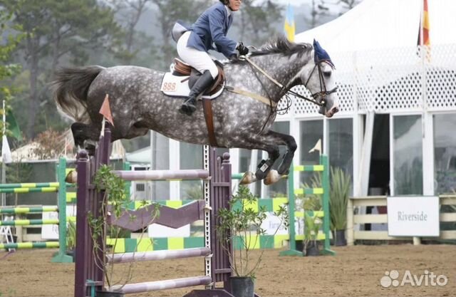 Андалузская лошадь в спорт ищет добрые ручки