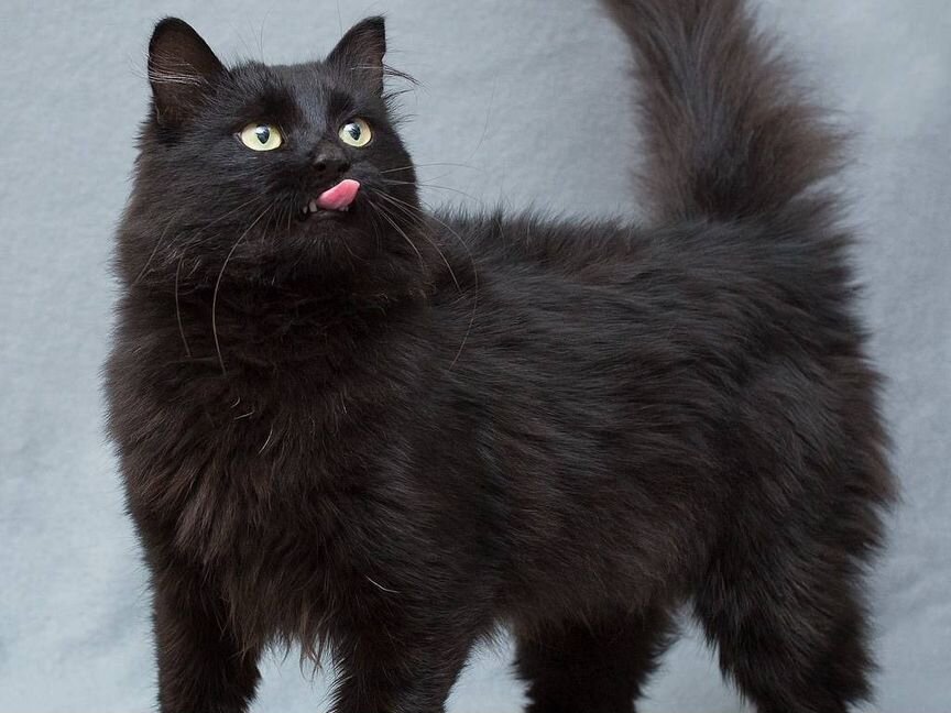 Котик Робин