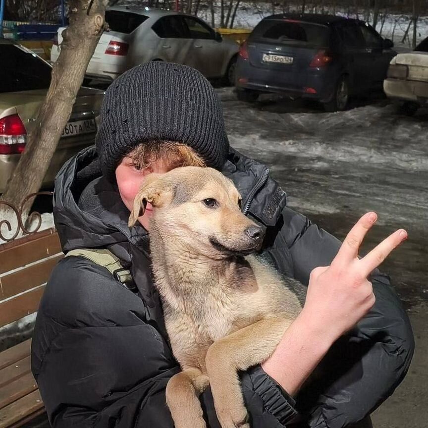 Щенок в добрые руки