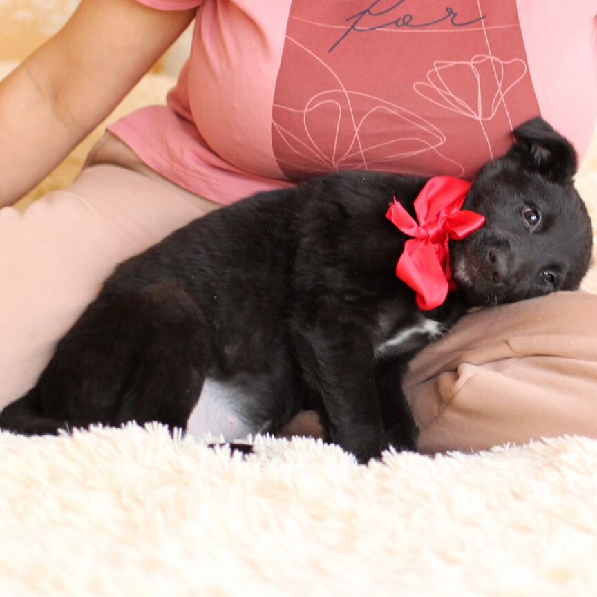 Щенок в добрые руки