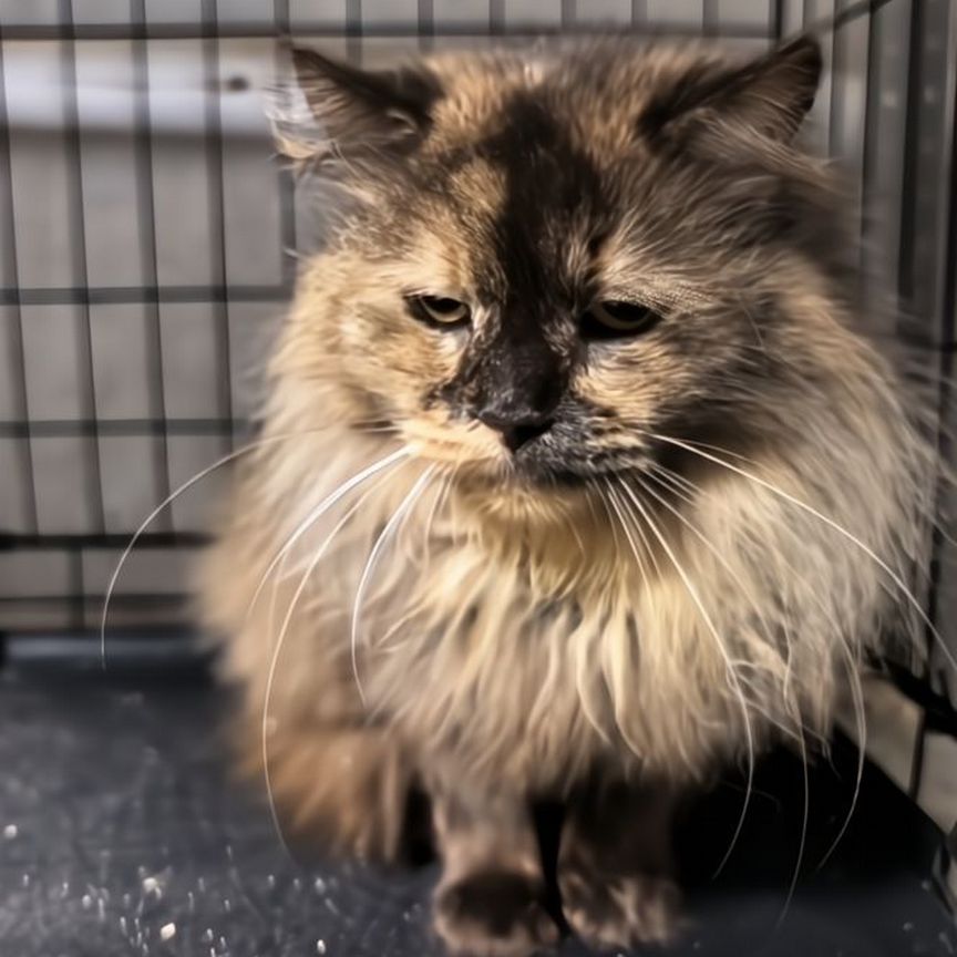 Взрослая, кошка в добрые руки