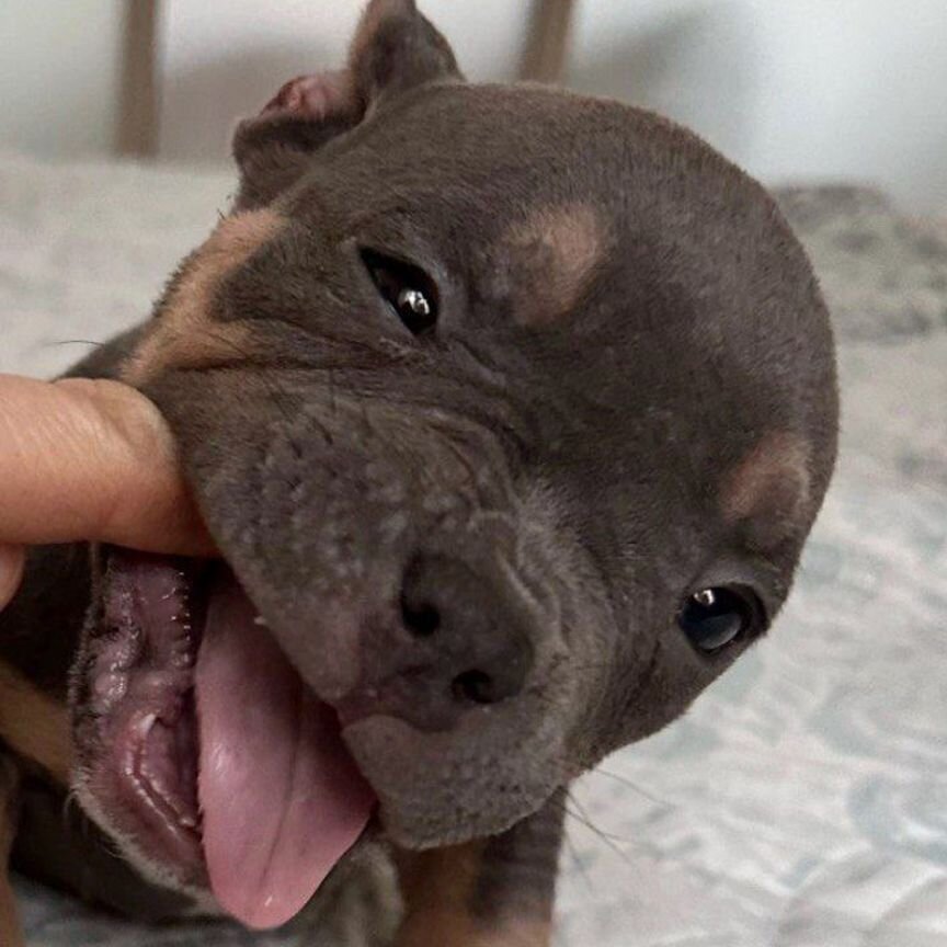 Американский булли, щенок