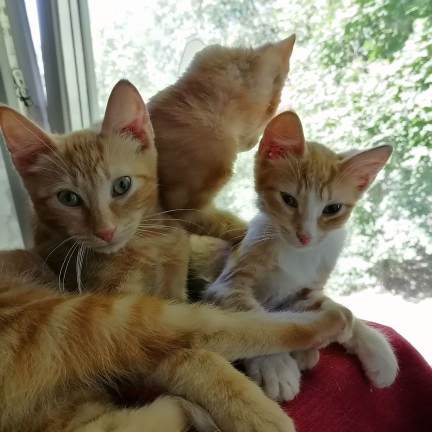 Котята в добрые руки