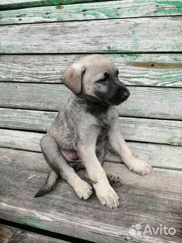 Милый ласковый малыш ищет дом