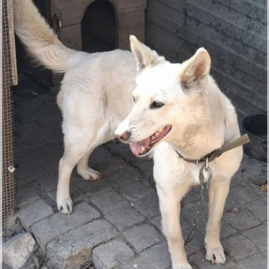 Взрослая собака в добрые руки