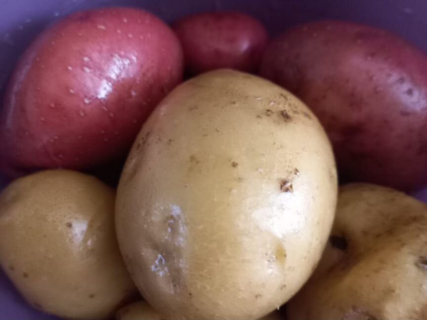 Возьму мелкую картошку для животных