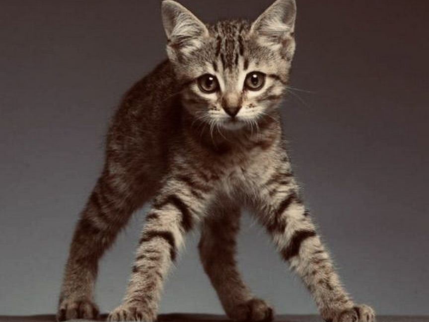 Метисы мейнкуна и бенгальской