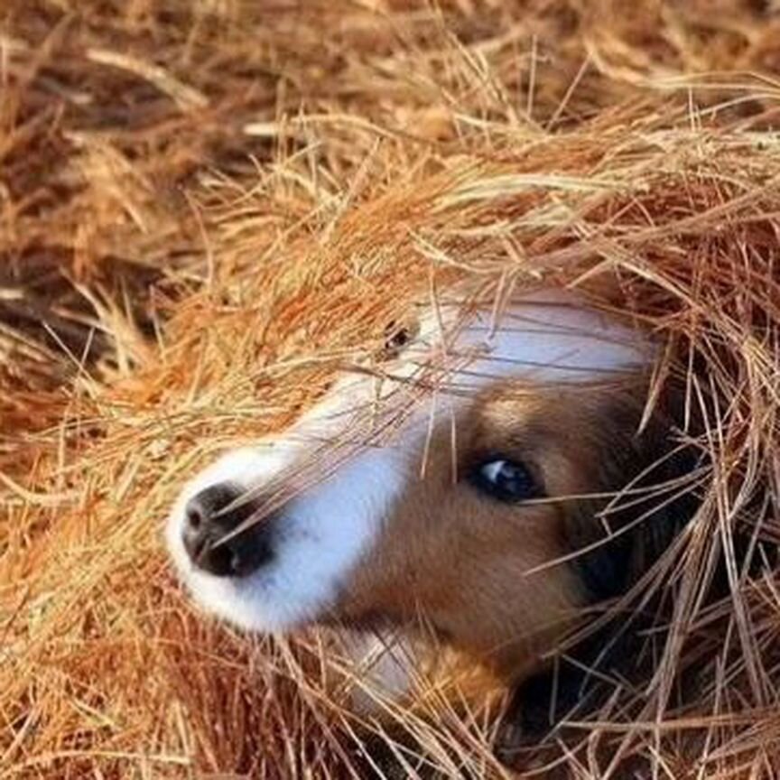 Бесплатный тюк соломы с самовывозом