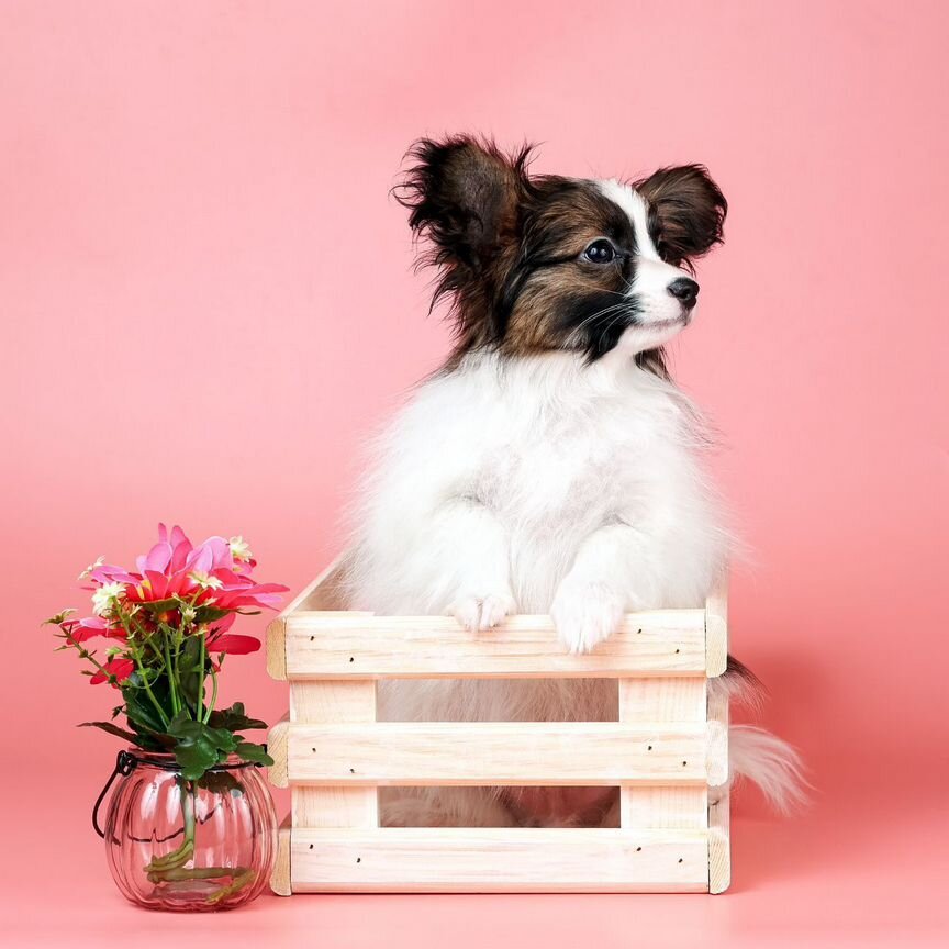 Щенок папийона соболь