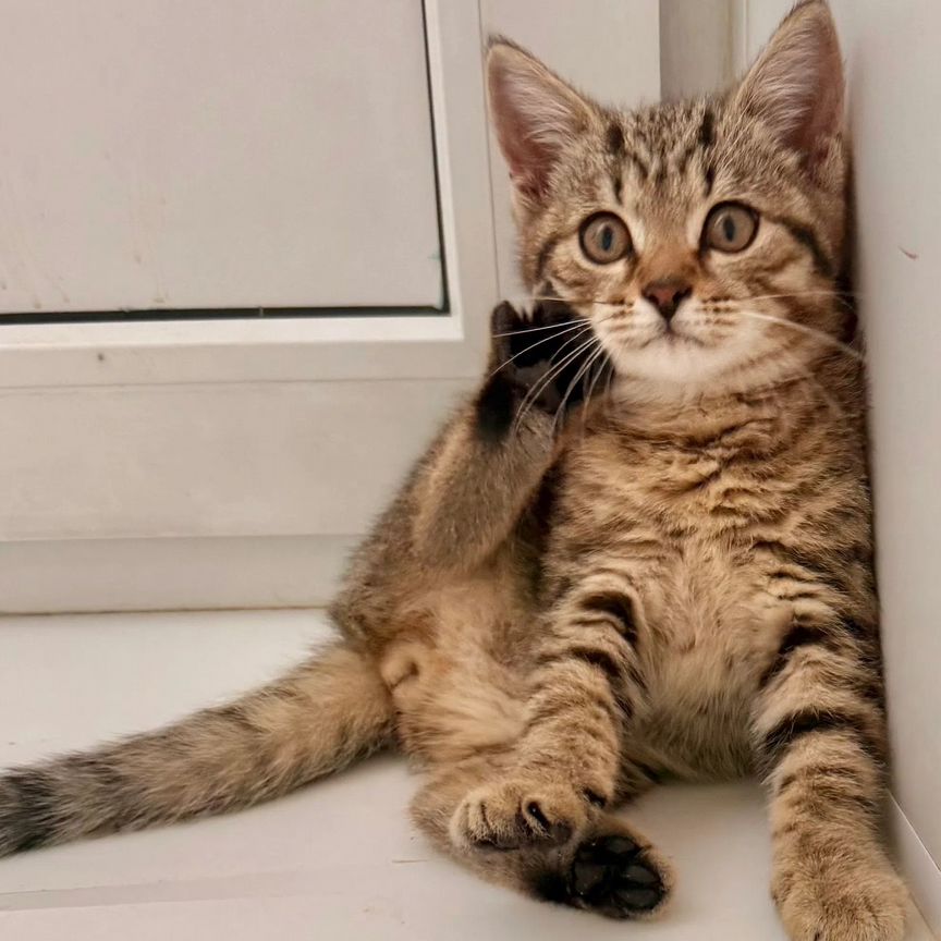 Котёнок в добрые руки