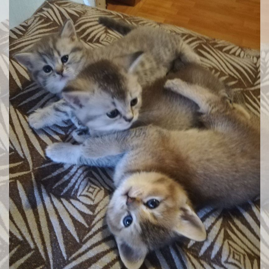 Шотландские прямоухие котята