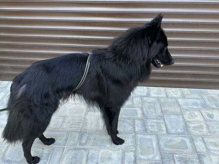 Бельгийская овчарка грюнендаль