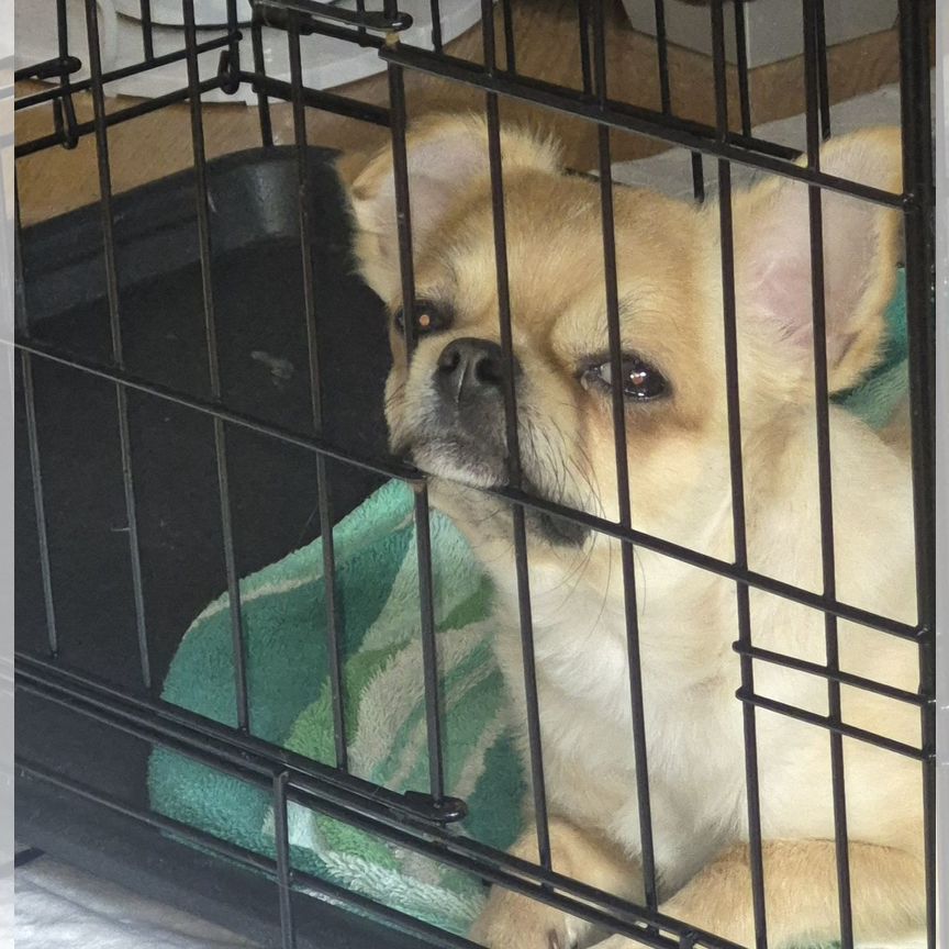 Чихуахуа, взрослая собака