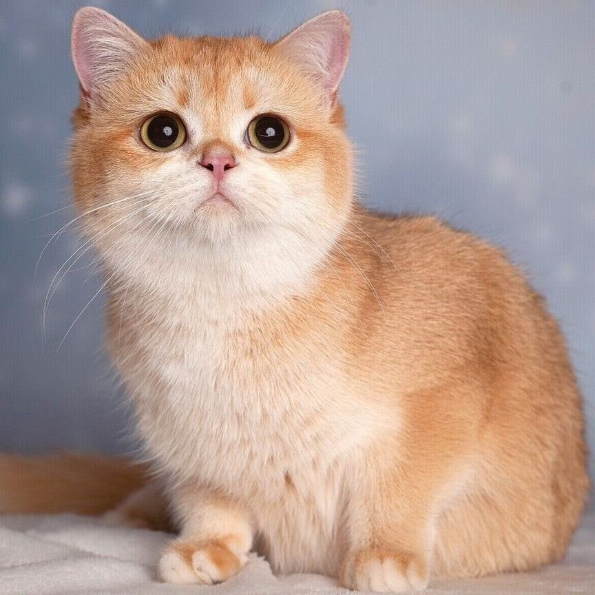 Шотландская прямоухая короткошёрстная, взрослая кошка