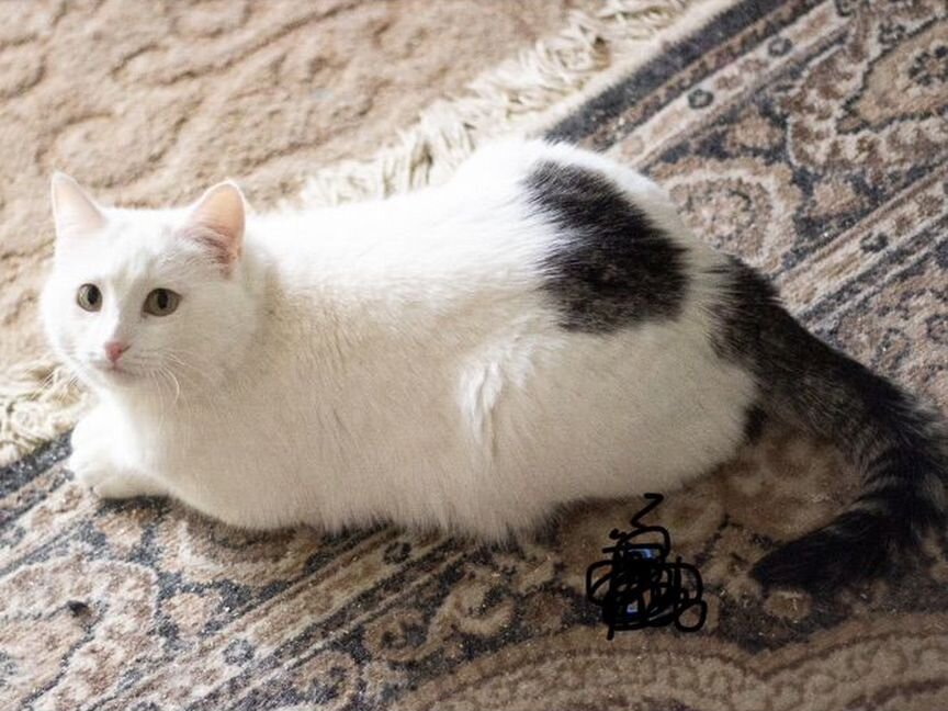 Кошки в добрые руки