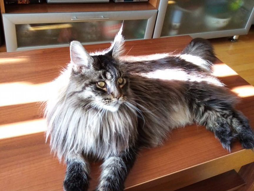 Мейн-кун девочка