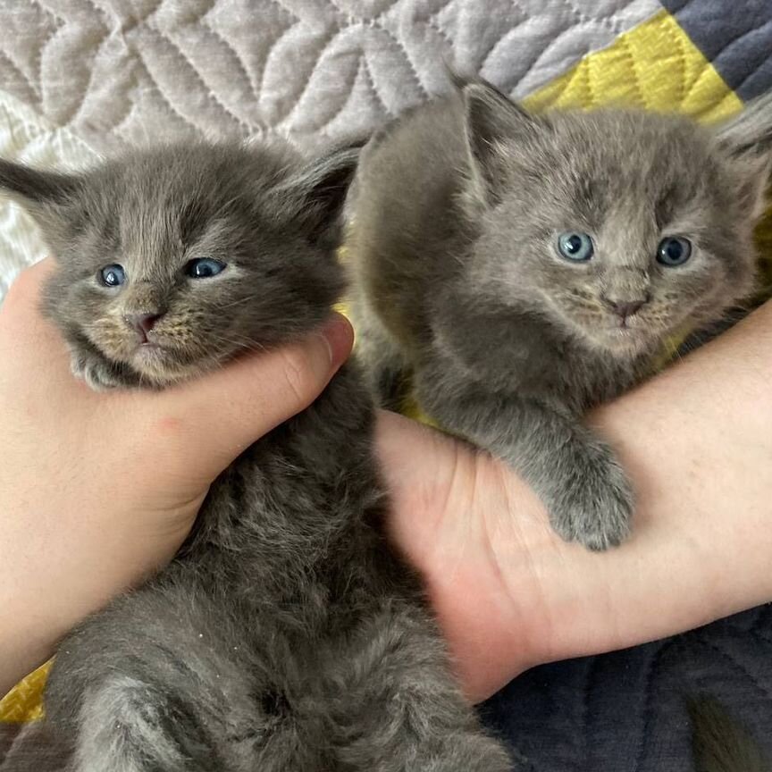 Котята мейн кун