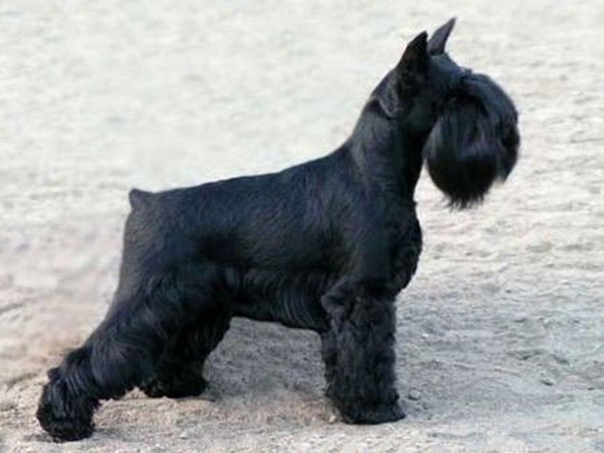 Тримминг цверга бесплатно 4,5 декабря