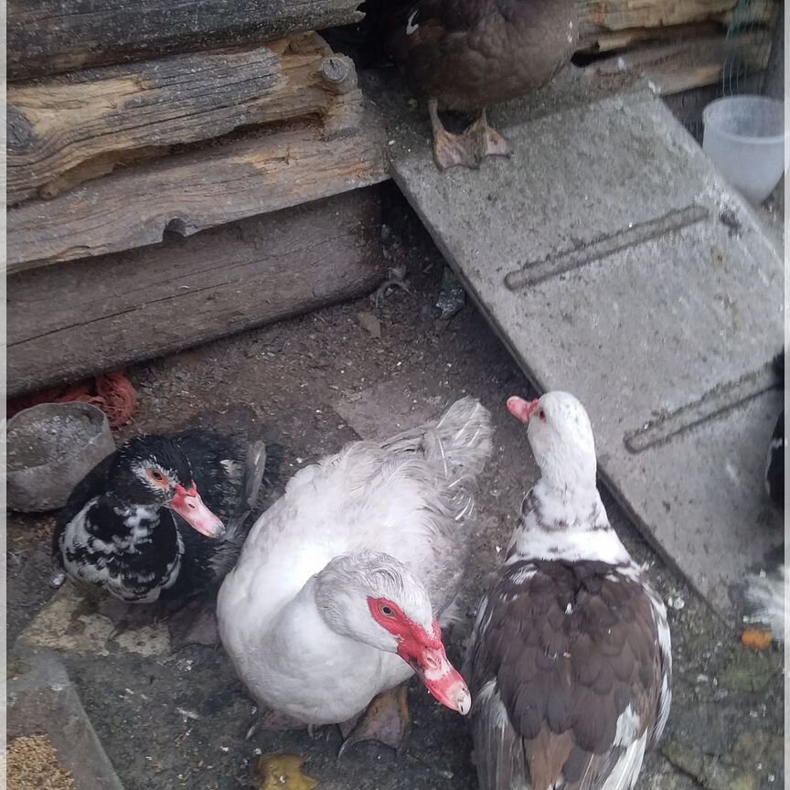 Мускусные утки на племя