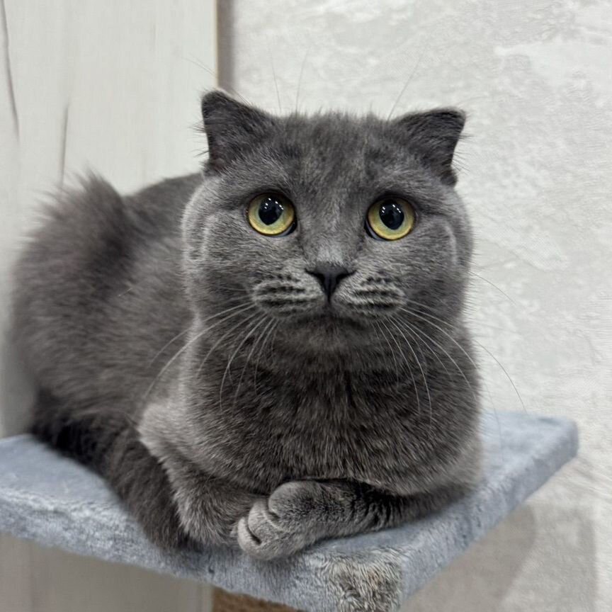 Кошки