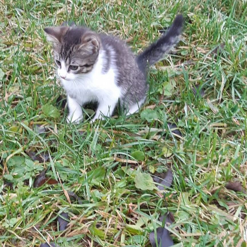 Котёнок в добрые руки