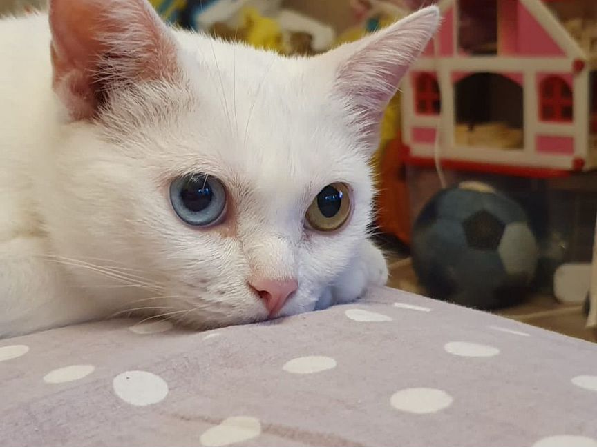 Кошечка с разными глазами ищет дом