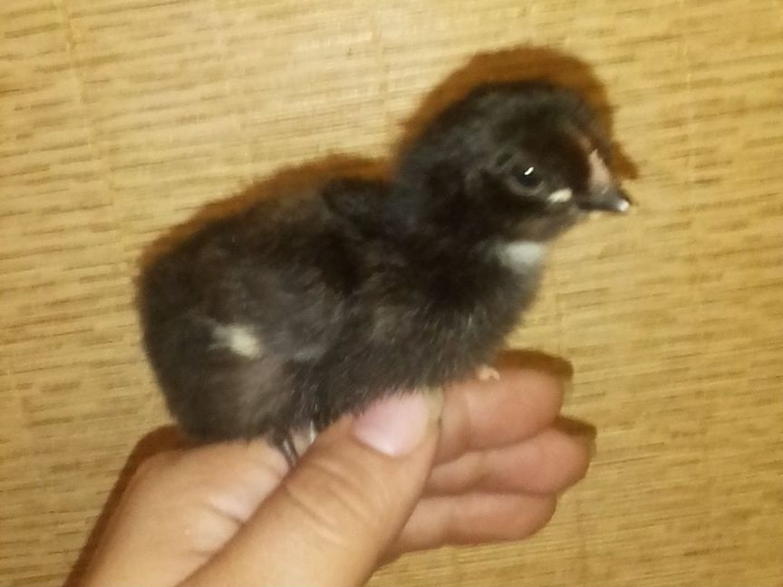 Цыплята маран, шелк, леггорн