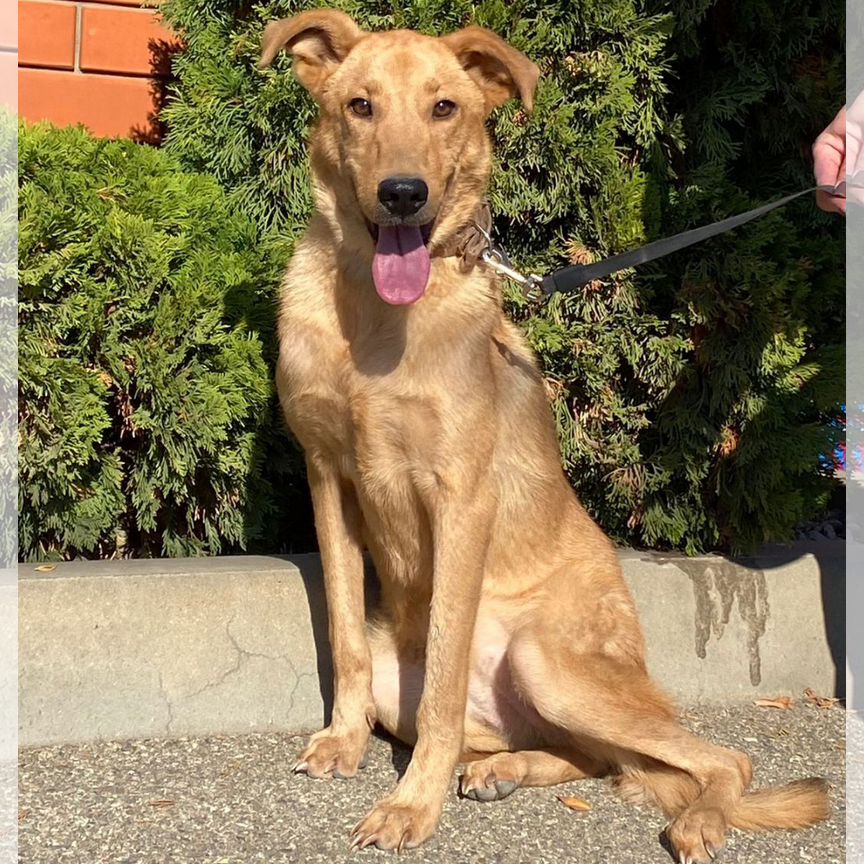 Собака в добрые руки