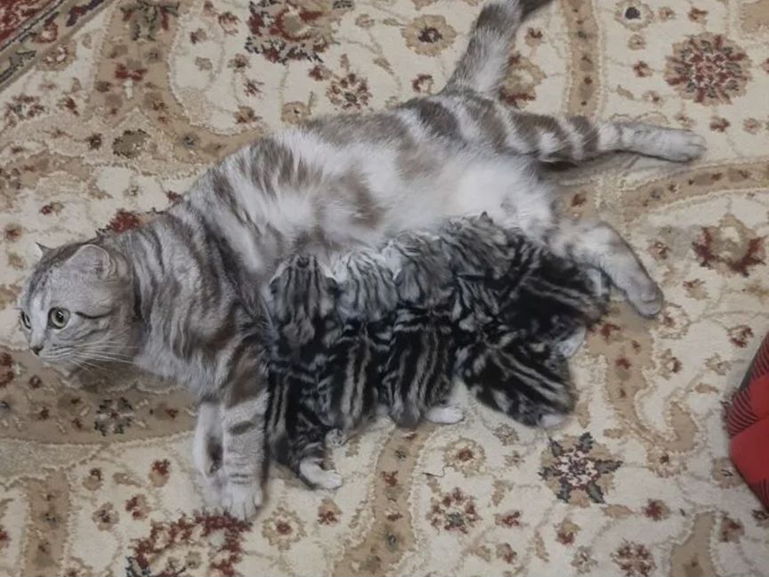 Шотландские вислоухие котята