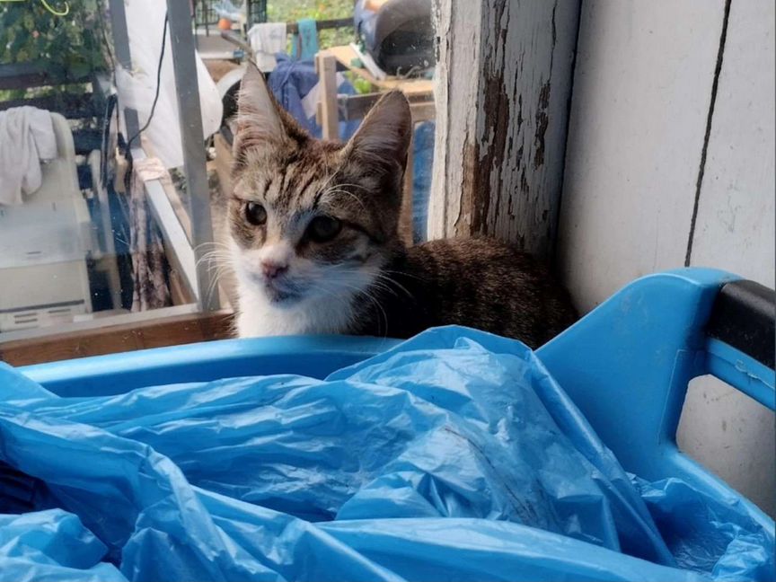 Малек в добрые руки