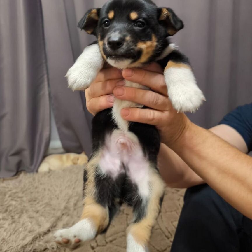 Щенок в добрые руки