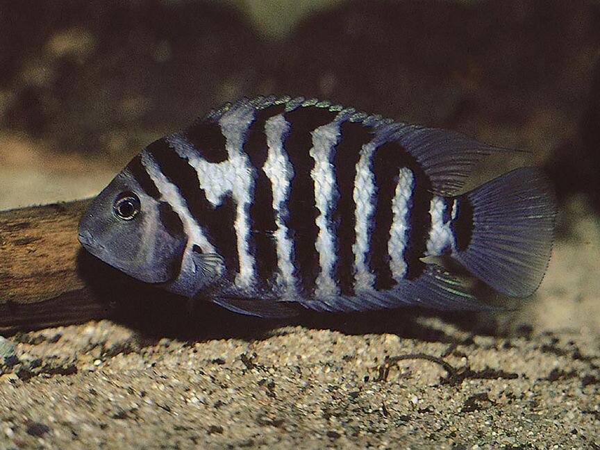 Аквариумные рыбки,цехлиды