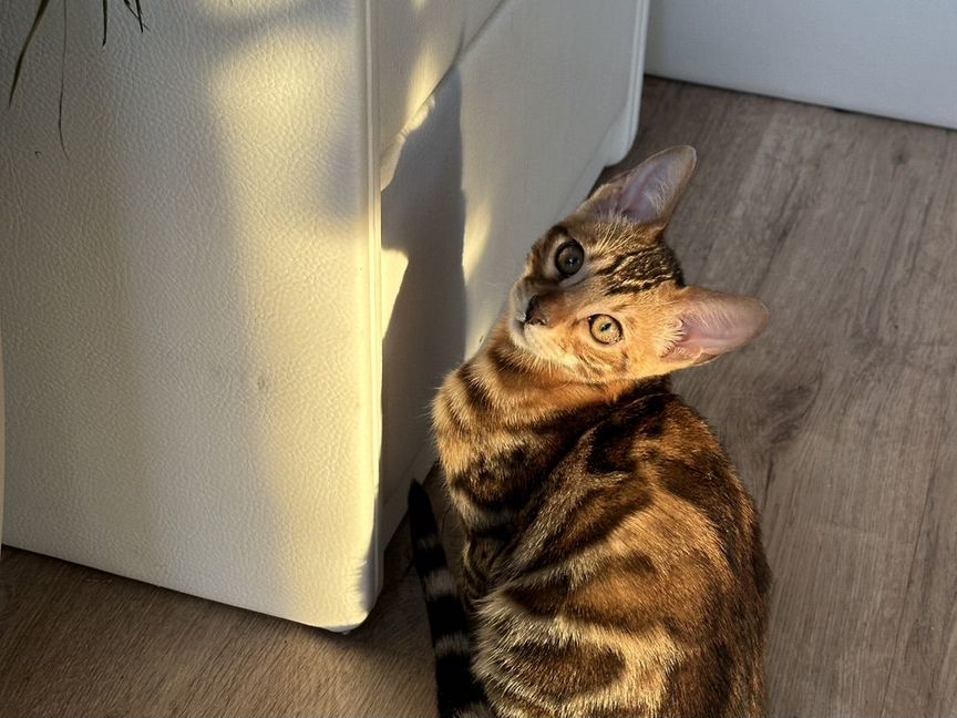 Бенгальские котята